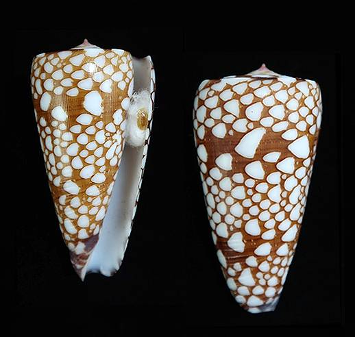 shellauction.net :: Conus nobilis gisellelieae - 3640271