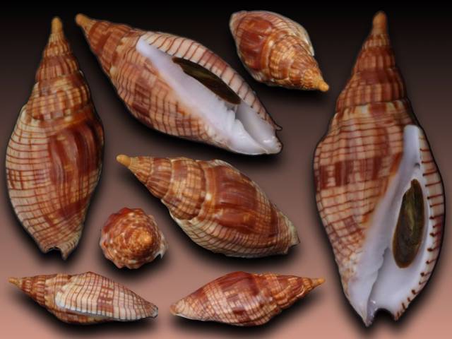 shellauction.net :: Lyria cloveriana - 3640302