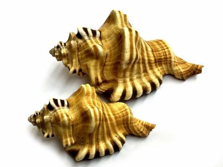 shellauction.net :: Cymatium (Lotoria) perryi - 3640337