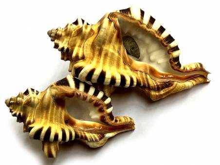 shellauction.net :: Cymatium (Lotoria) perryi - 3640337