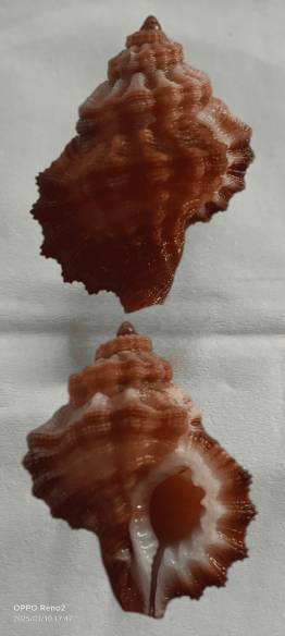 shellauction.net :: Turritriton labiosus - 3640340