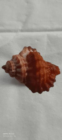 shellauction.net :: Turritriton labiosus - 3640340