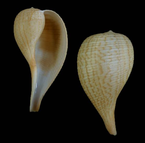 shellauction.net :: Ficus gracilis - 3640354