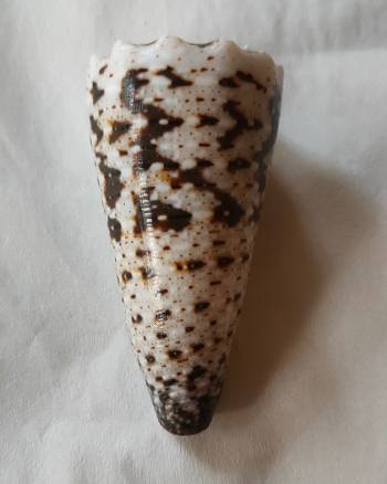 shellauction.net :: Conus imperialis - 3640380