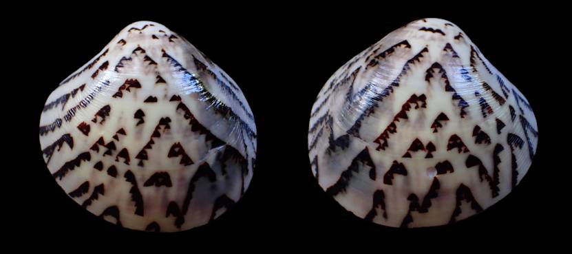 shellauction.net :: Lioconcha castrensis - 3640487