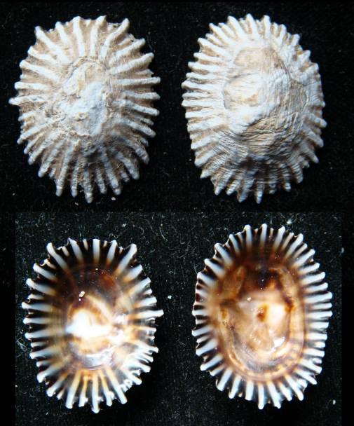 shellauction.net :: Siphonaria oculus - 3640664