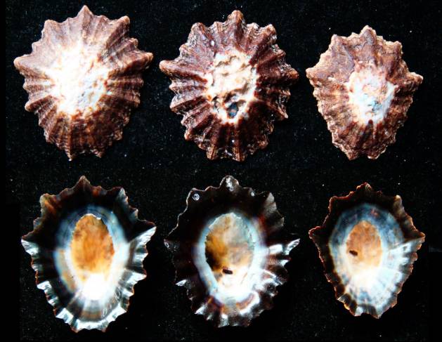 shellauction.net :: Cymbula oculus - 3640681