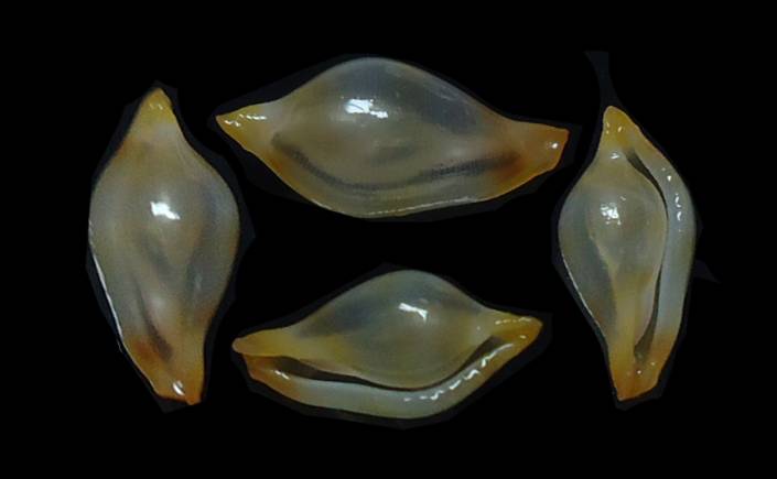 shellauction.net :: Dentiovula sp. - 3640700