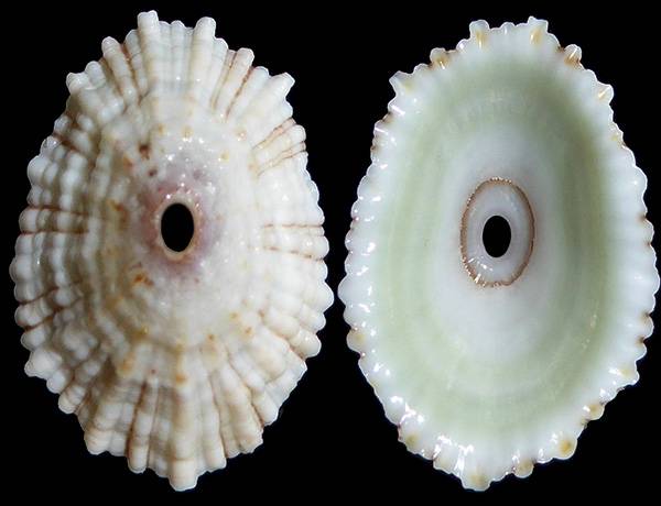 shellauction.net :: Fissurella barbadensis - 3640745