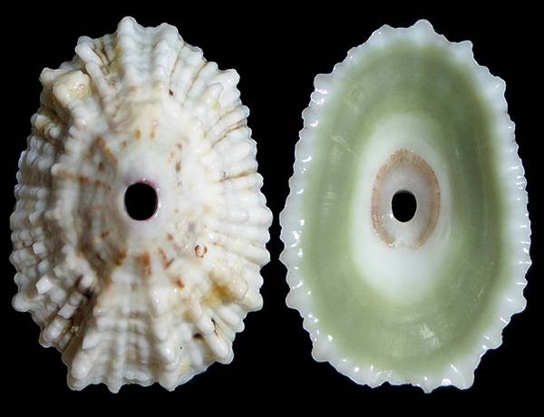 shellauction.net :: Fissurella barbadensis - 3640747