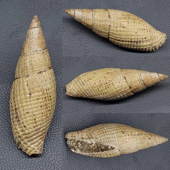 shellauction.net :: Mitra sp. - 3640760