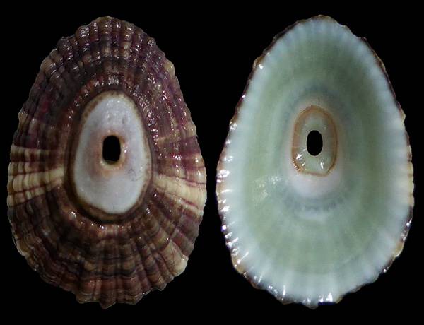 shellauction.net :: Fissurella nimbosa - 3640766