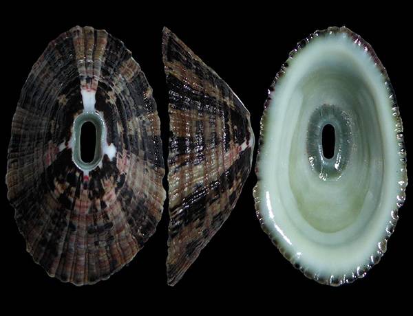 shellauction.net :: Fissurella virescens - 3640824