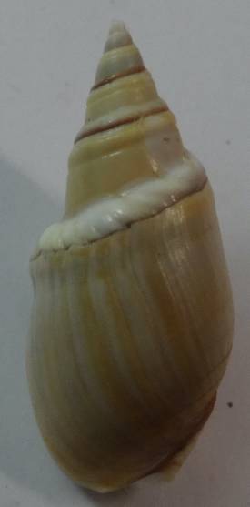 shellauction.net :: Bullia callosa - 3640833