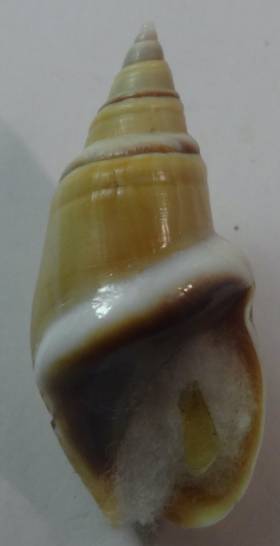 shellauction.net :: Bullia callosa - 3640833