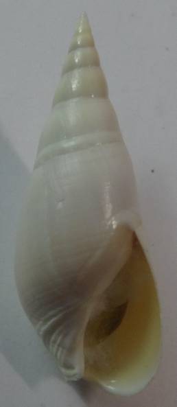 shellauction.net :: Bullia digitalis - 3640840