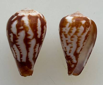 shellauction.net :: Conus africanus - 3640843