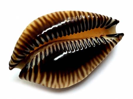 shellauction.net :: Perisserosa surinensis minima form hypercallosa ...