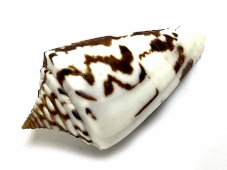 shellauction.net :: Conus (Lividoconus) eximius - 3640933