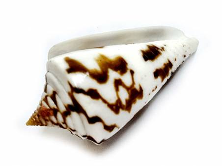 shellauction.net :: Conus (Lividoconus) eximius - 3640933