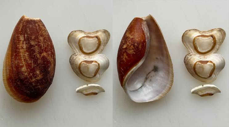 shellauction.net :: Scaphander lignarius - 3640943