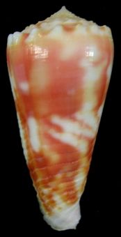 shellauction.net :: Conus merletti - 3640993