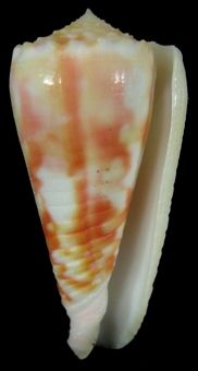 shellauction.net :: Conus merletti - 3640993