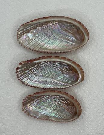 shellauction.net :: Haliotis elegans - 3641036