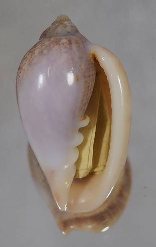 shellauction.net :: Marginella petitii - 3641040