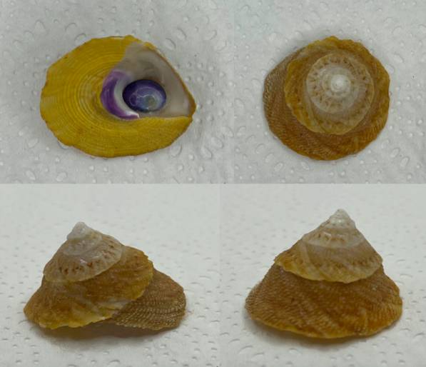 shellauction.net :: Astralium tentorium - 3641046