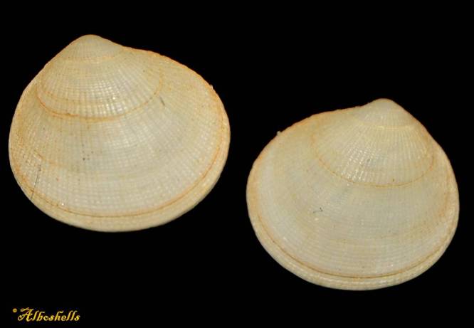 shellauction.net :: Ctena decussata - 3641068