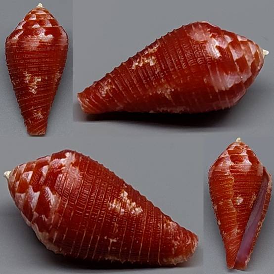 shellauction.net :: Conus pertusus - 3641136