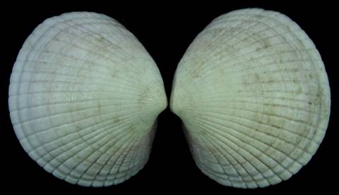 shellauction.net :: Codakia punctata - 3641273