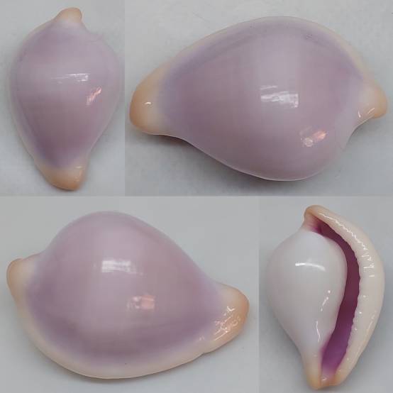 shellauction.net :: Ovula ovum - 3641347