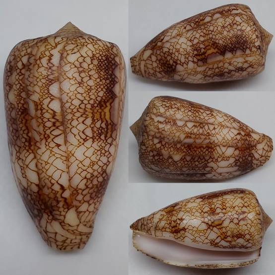 shellauction.net :: Conus abbas - 3641377