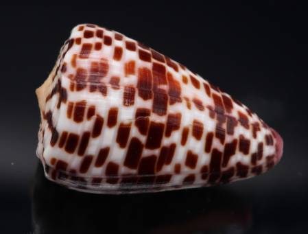 shellauction.net :: Conus edaphus - 3641456