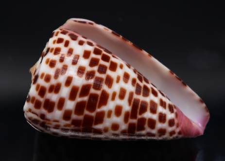 shellauction.net :: Conus edaphus - 3641456