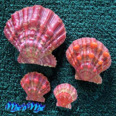 shellauction.net :: Nodipecten nodosus - 3641534