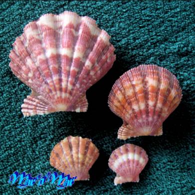 shellauction.net :: Nodipecten nodosus - 3641534