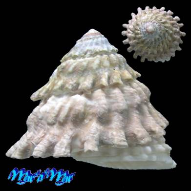 shellauction.net :: Lithopoma tectum - 3641548