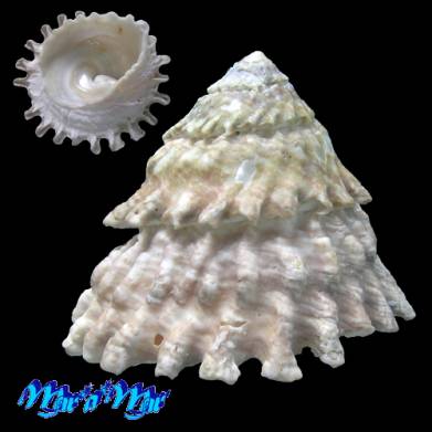 shellauction.net :: Lithopoma tectum - 3641548