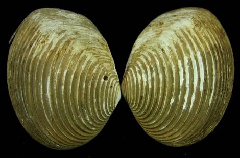 shellauction.net :: Eucrassatella gilchristi - 3641589