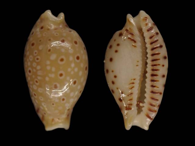 shellauction.net :: Naria beckii - 3641610