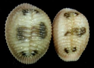 shellauction.net :: Pusula pediculus - 3641683
