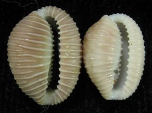 shellauction.net :: Pusula pediculus - 3641683