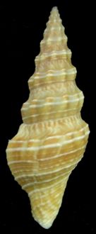 shellauction.net :: Funa jeffreysii - 3641688