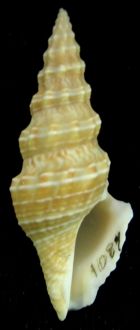 shellauction.net :: Funa jeffreysii - 3641688