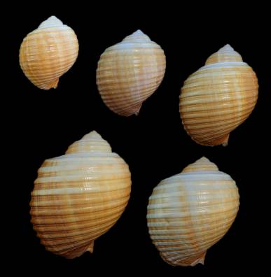 shellauction.net :: Tonna zonata - 3641720