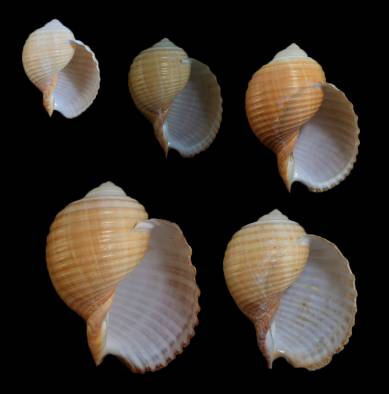 shellauction.net :: Tonna zonata - 3641720