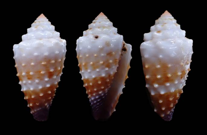 shellauction.net :: Conus floridulus - 3641748